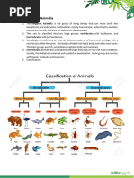 Invertebrate Classification Overview | PDF | Invertebrate | Biology