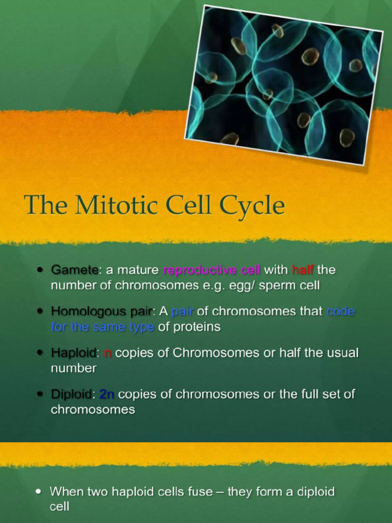 The Mitotic Cell Cycle | PDF