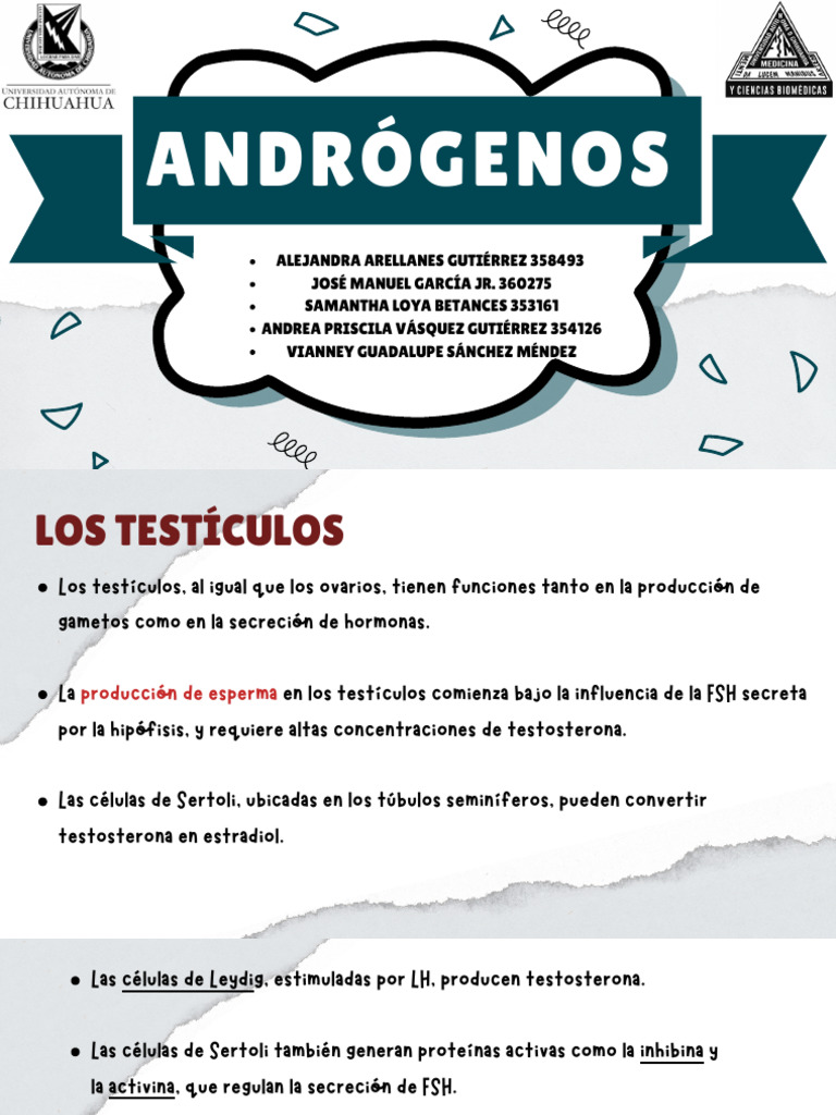 Funciones y Efectos de los Andrógenos | PDF | Testosterona | Andrógino
