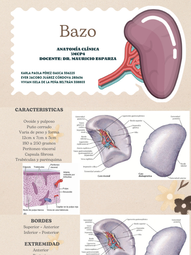 Bazo | PDF | Bazo | Especialidades Medicas