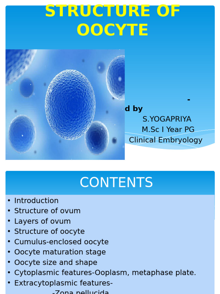 Structure of Oocyte | PDF | Meiosis | Reproduction