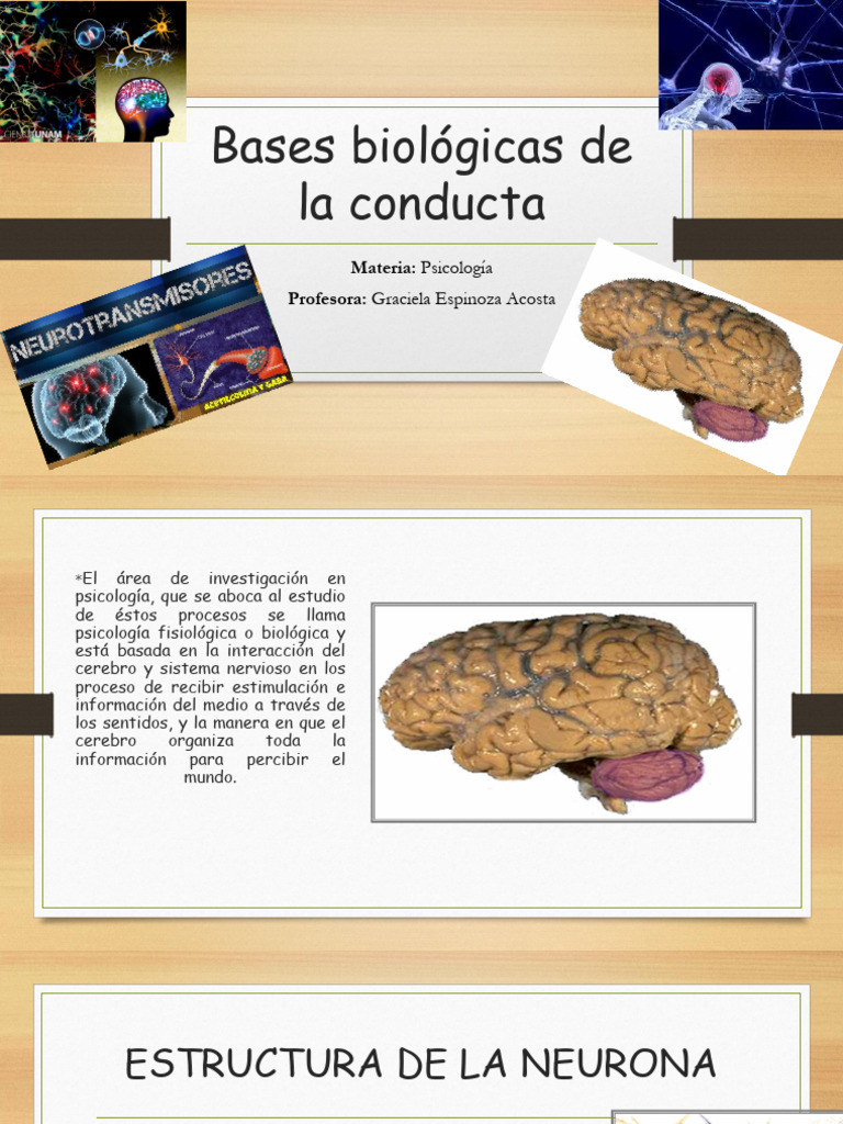 Bases Biológicas de La Conducta en Psicología | PDF | Neurona | Cerebro