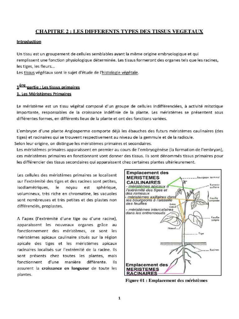 Les Differents Types Des Tissus Vegetaux | PDF