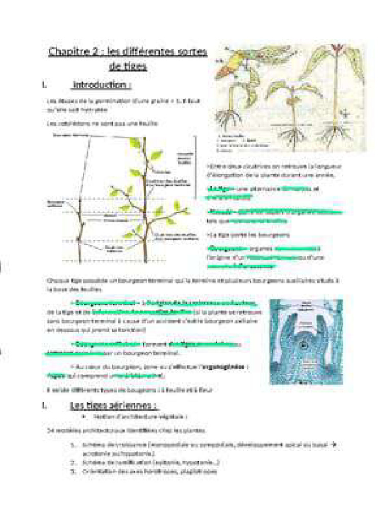 Les Differentes Sortes de Tiges | PDF