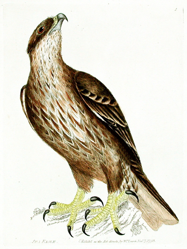 William Lewin - The Birds of Great Britain, With Their Eggs (1795) | PDF