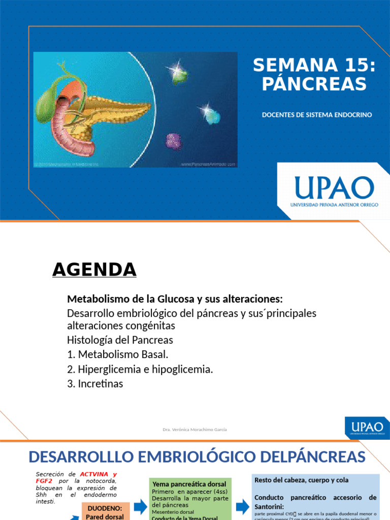 e15 | PDF | Páncreas | Insulina