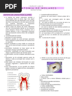 Anatomia do Dente 27: Molar Superior | PDF | Raiz | Dente