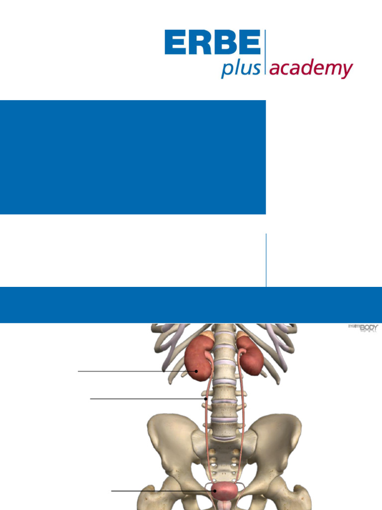 7-Urology | PDF | Prostate | Urinary System