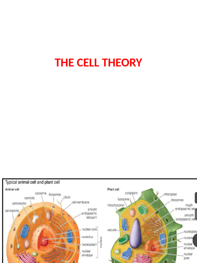 THE CELL THEORY | PDF | Dna | Cell (Biology)