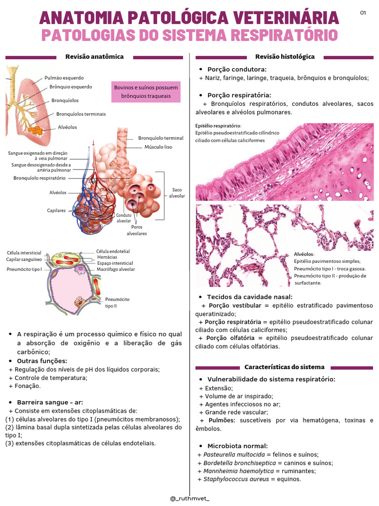 Patologias do Sistema Respiratório (2) | PDF | Sistema respiratório ...