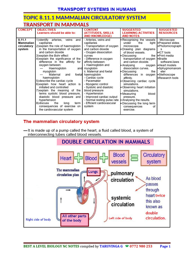 Topic 8 Mammalian Circulatory System | PDF | Diastole | Atrium (Heart)