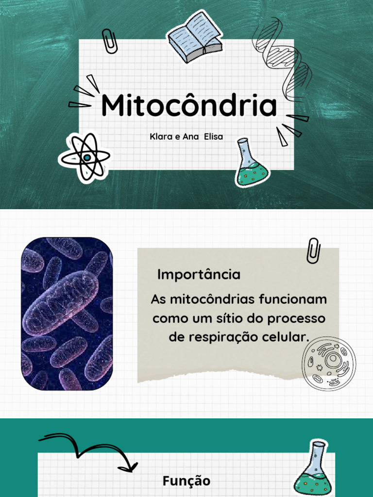 Mitocondria 20240307 203101 0000 | PDF