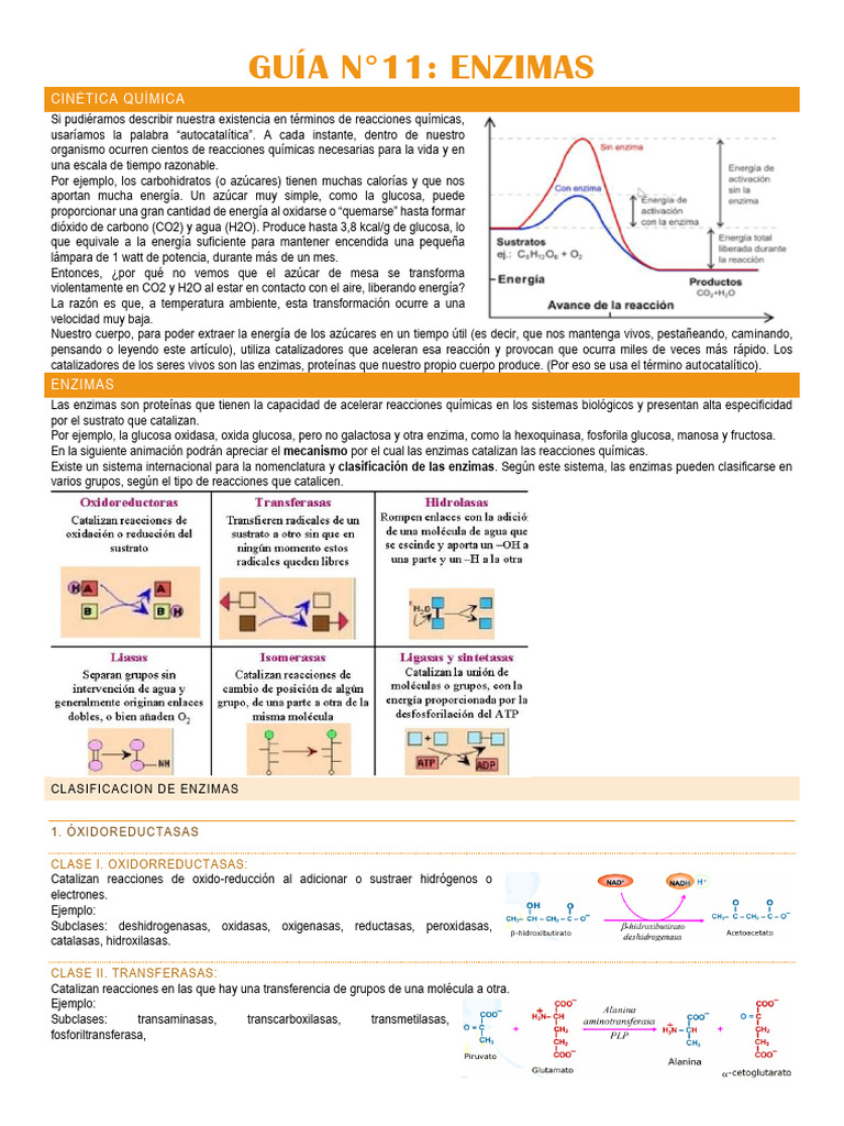 Teoría Guía N°11. Enzimas | PDF | Enzima | La cinética de enzimas