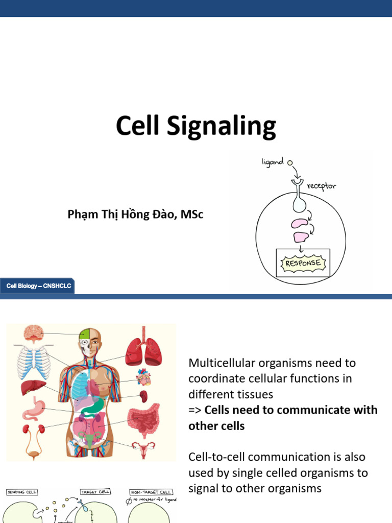 2. Lecture Cell Signaling | PDF | Cell Signaling | Signal Transduction