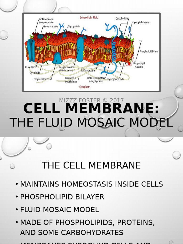 Pp t for Foldable | PDF | Cell Membrane | Cell (Biology)