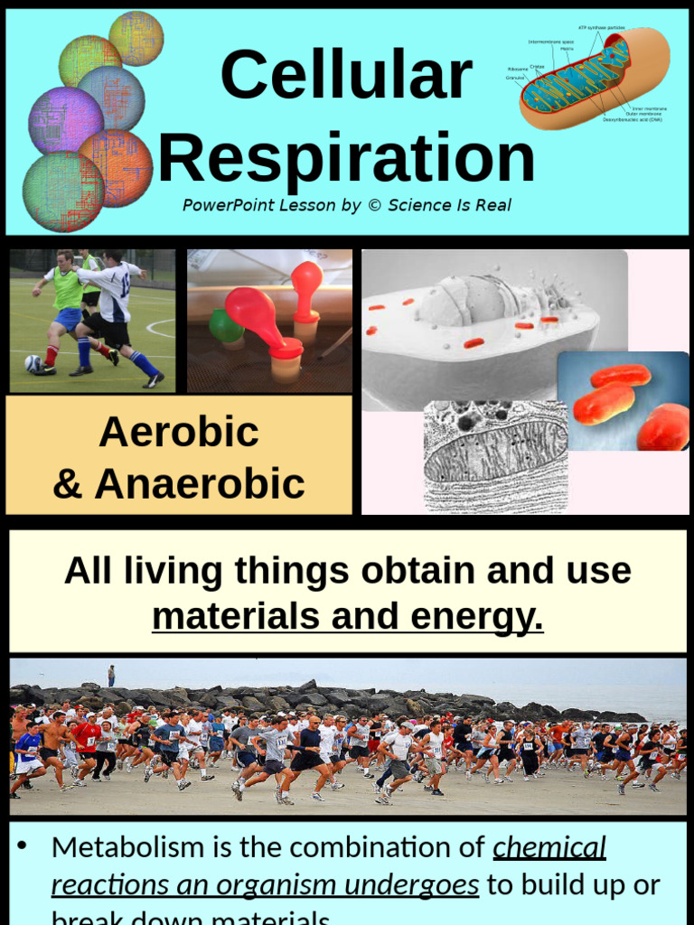 Cellular Respiration: Aerobic vs Anaerobic | PDF | Cellular Respiration ...