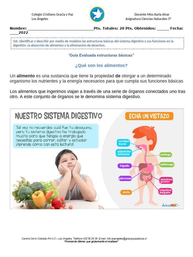 Guía de Ciencias Naturales 5° | PDF