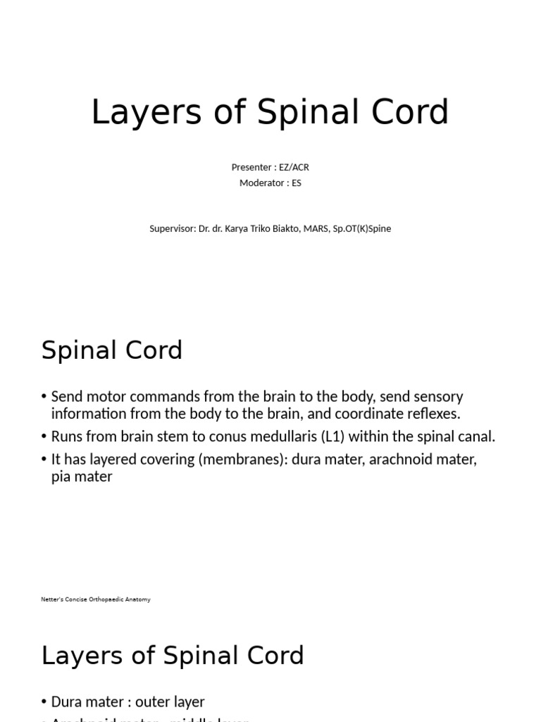 Layers of the Spinal Cord Explained | PDF