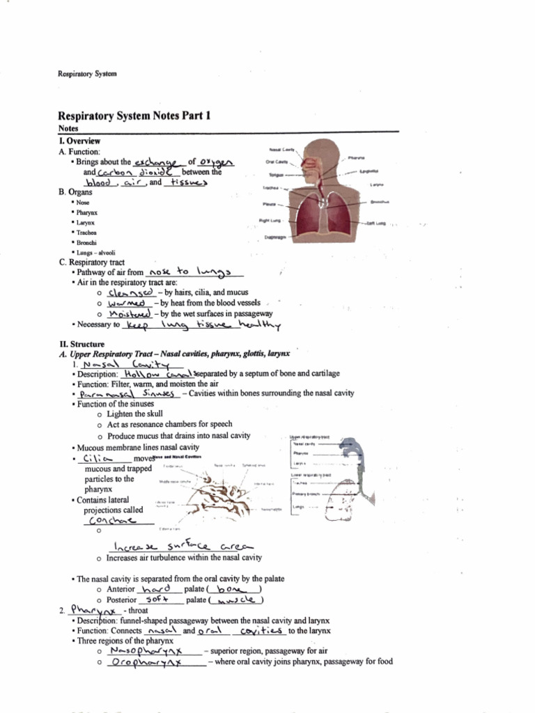 Respiratory Notes | PDF