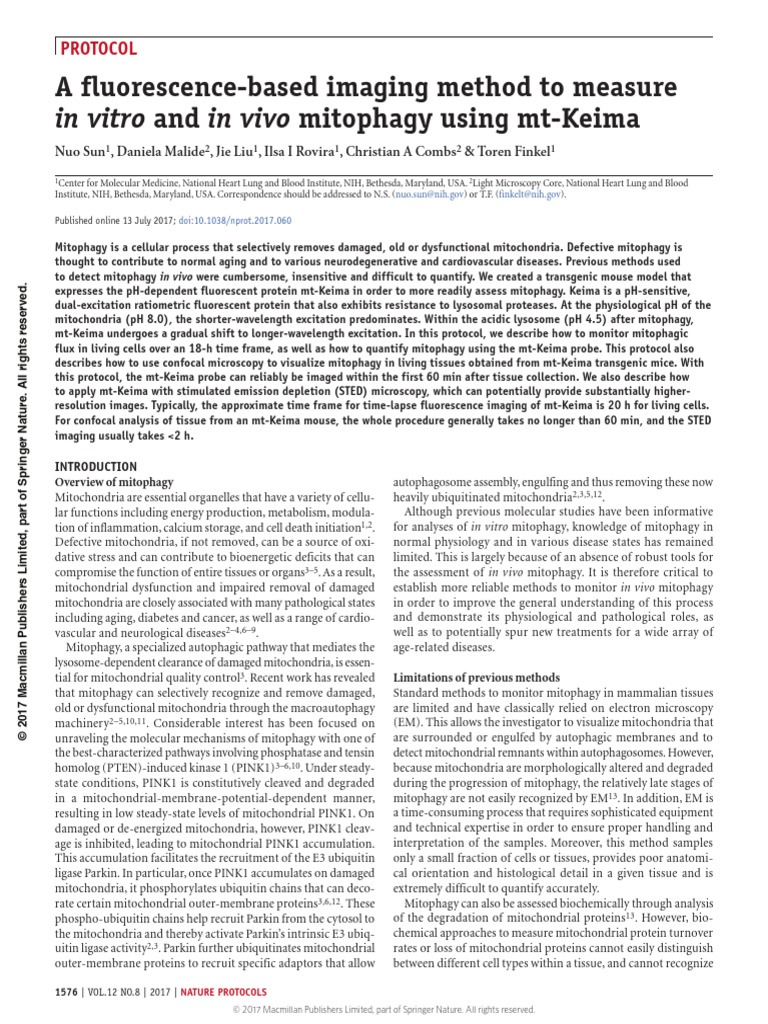 Mito Keima Protocol | PDF | Microscopy | Biotechnology