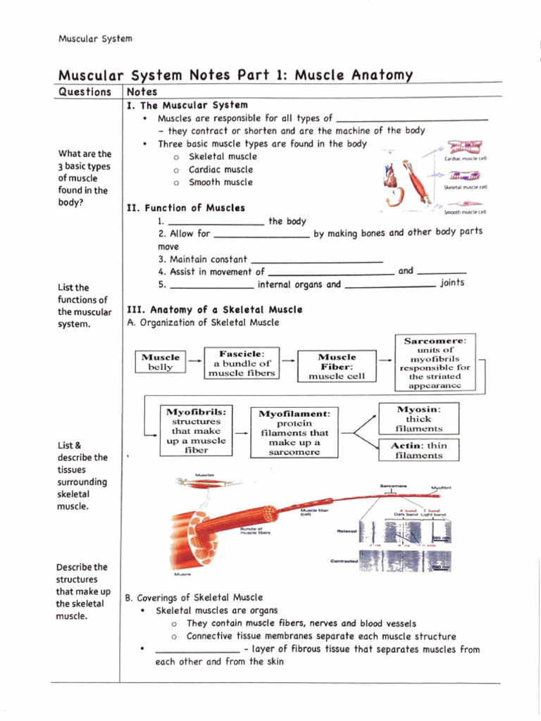 Muscular System Notes Part 1 | PDF