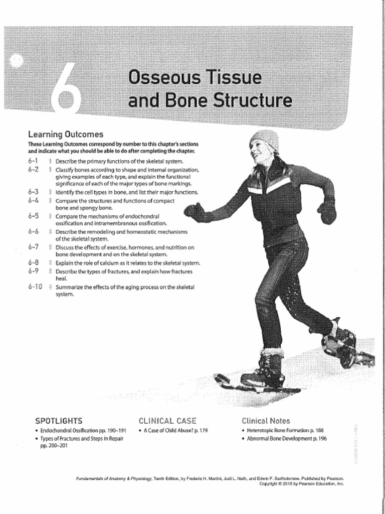 6 Osseous Tissue and Bone Structure | PDF