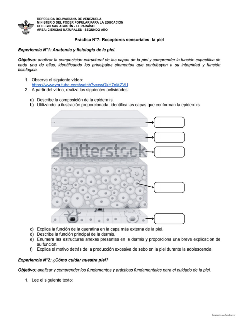 Práctica N°7 - Receptores Sensoriales - La Piel | PDF