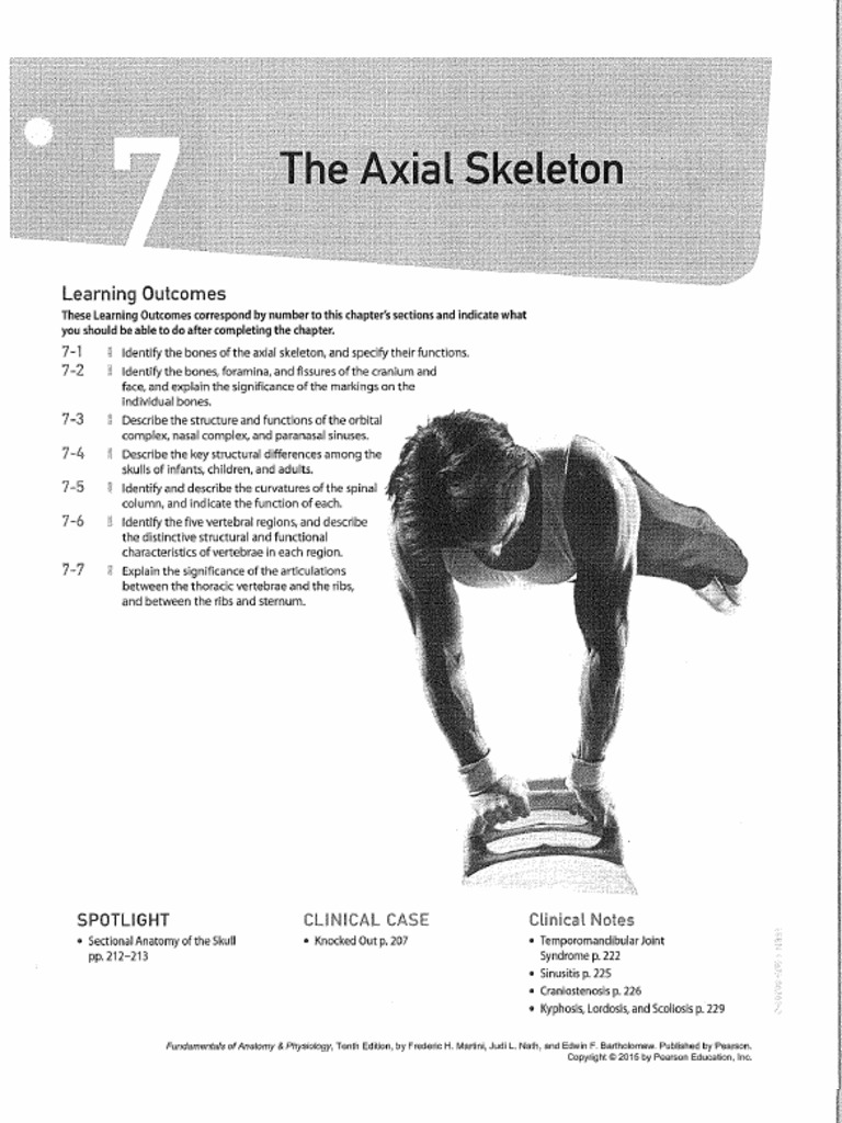 7 Axial Skeleton Pdf