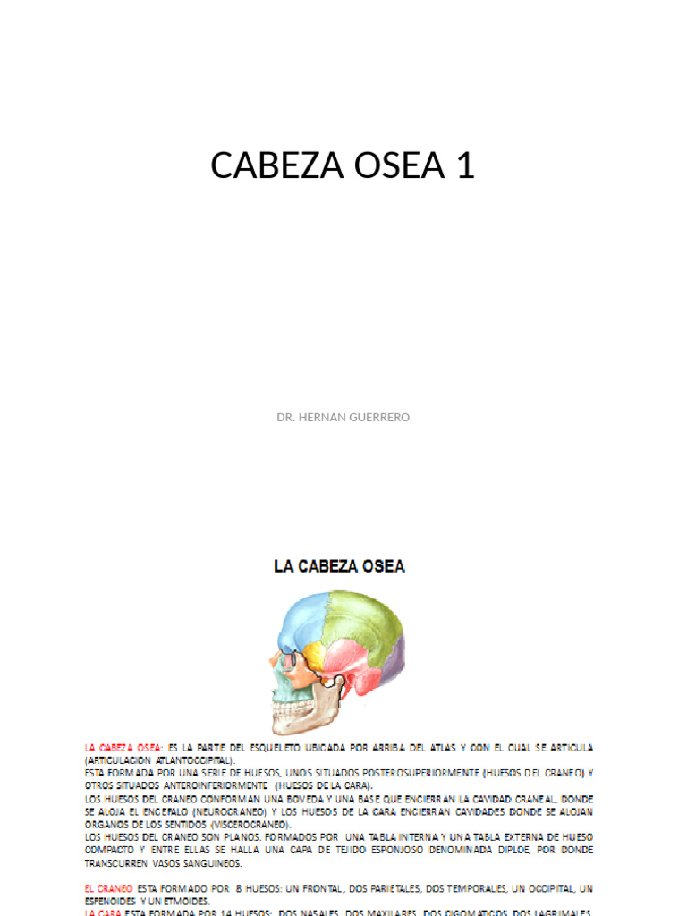 Cabeza Osea I | PDF