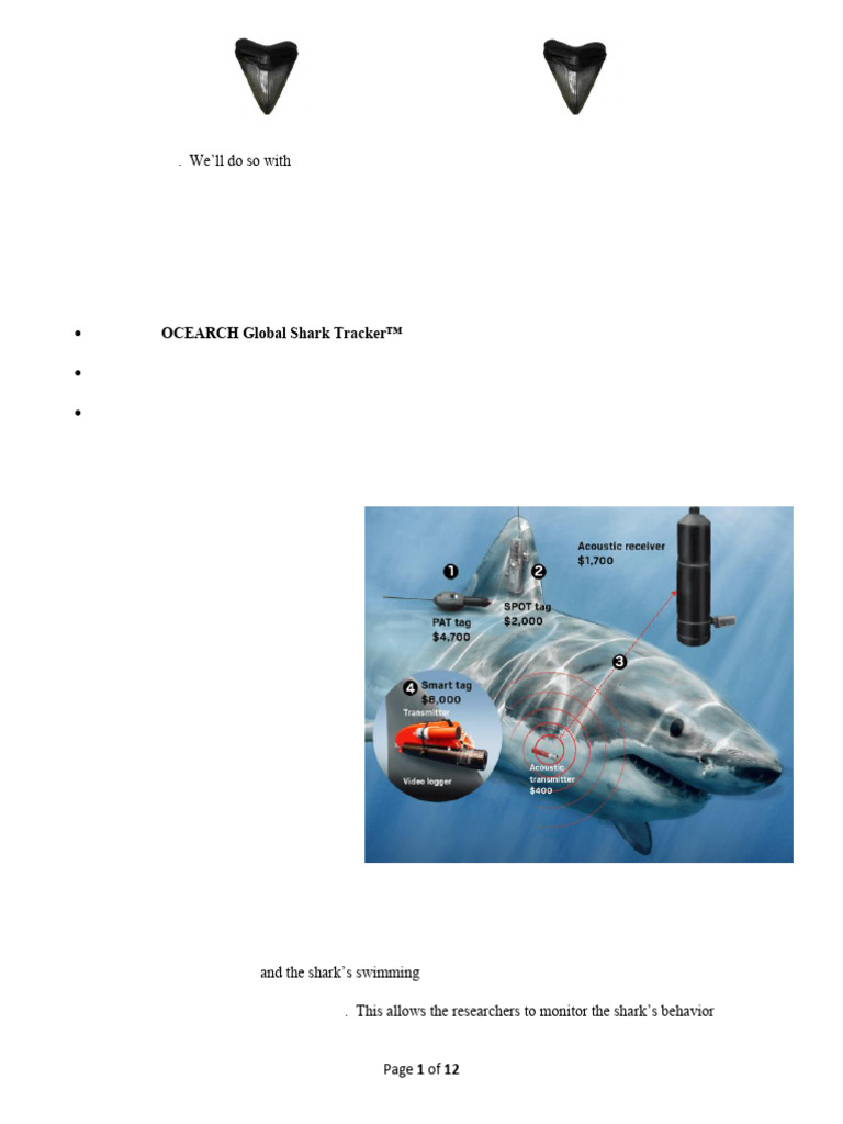 Lab #2 Excel and Shark Attacks F 21 | PDF | Microsoft Excel | Sharks
