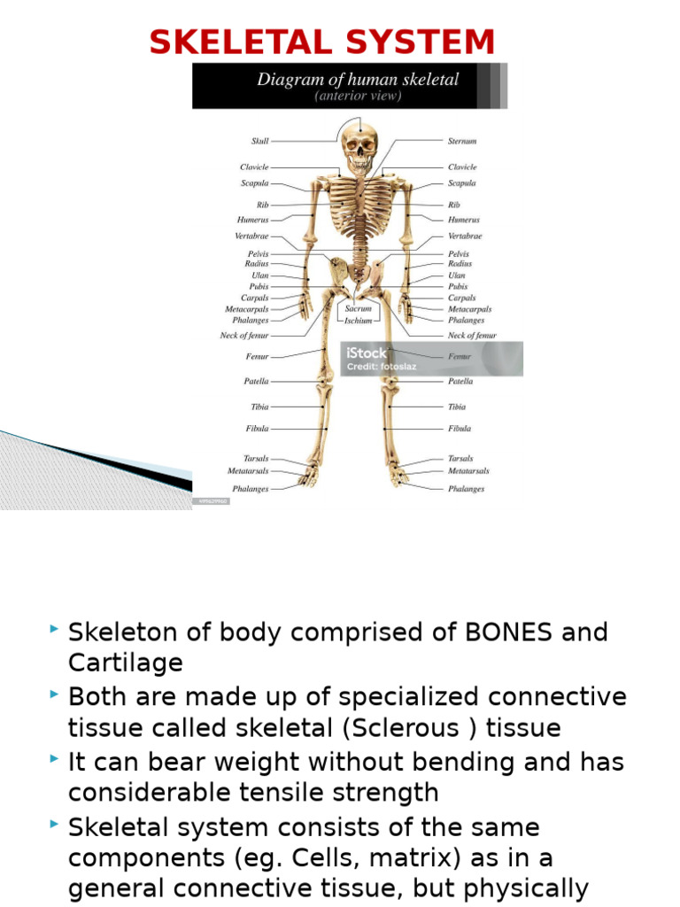 Skeleton | PDF | Skeleton | Human Anatomy