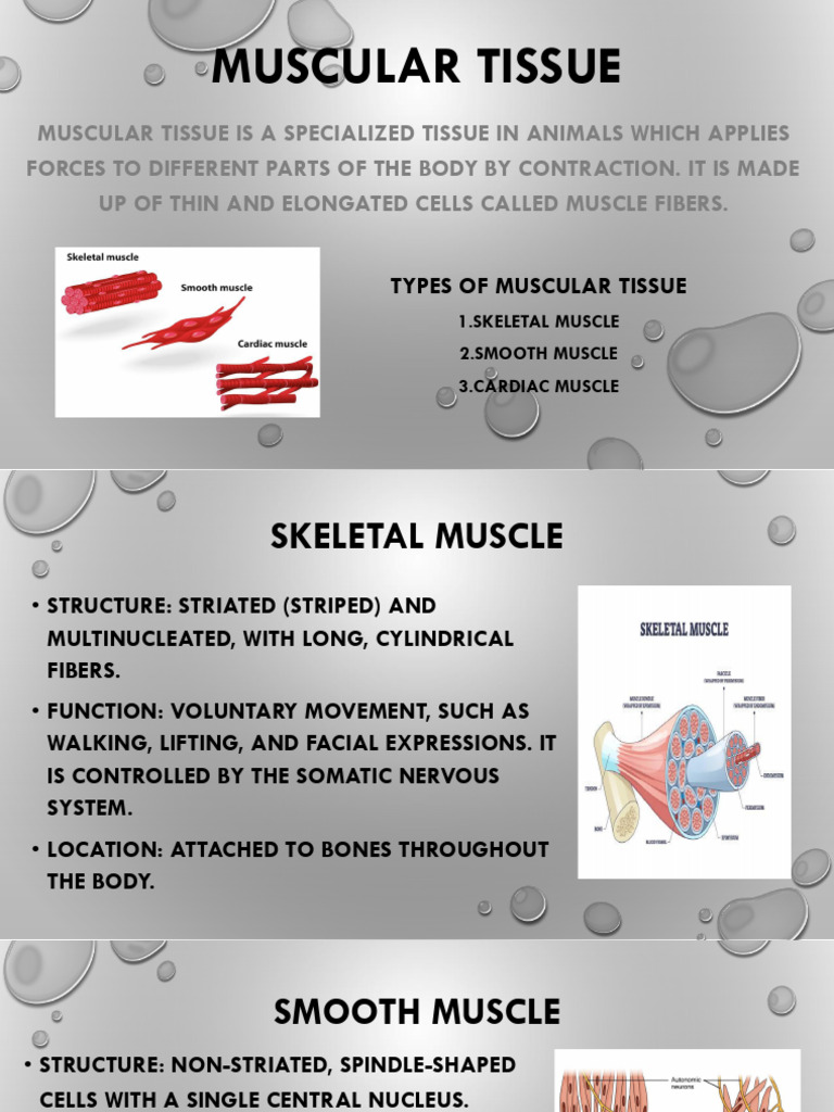 Types of Muscular Tissue Explained | PDF