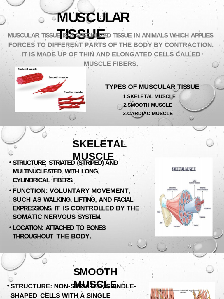 Muscular Tissue | PDF