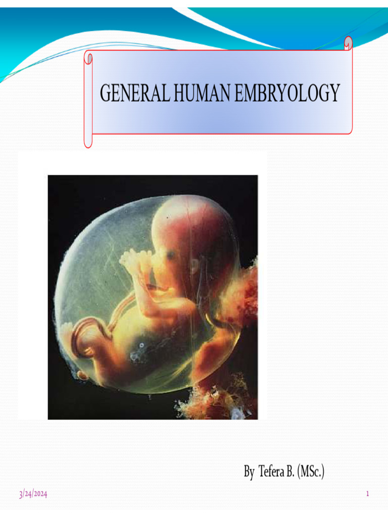 embryo | PDF | Biological Processes | Reproduction