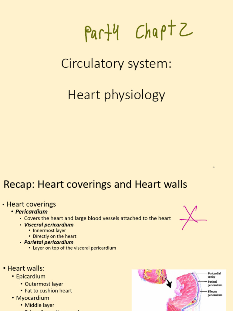 Topic 2 CIRCULATORY SYSTEM PART IV HEART PHYSIOLOGY For Students | PDF | Heart | Heart Valve