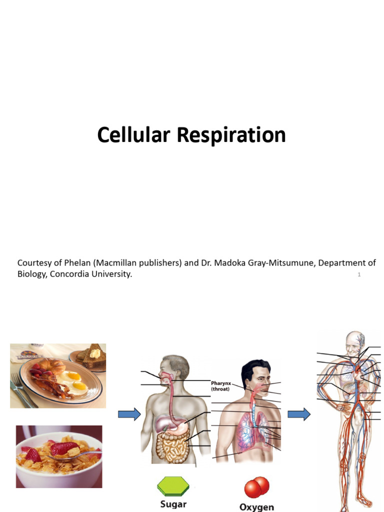 RESPIRATOTY SYSTEM Part III Cellular Respiration For Students | PDF ...