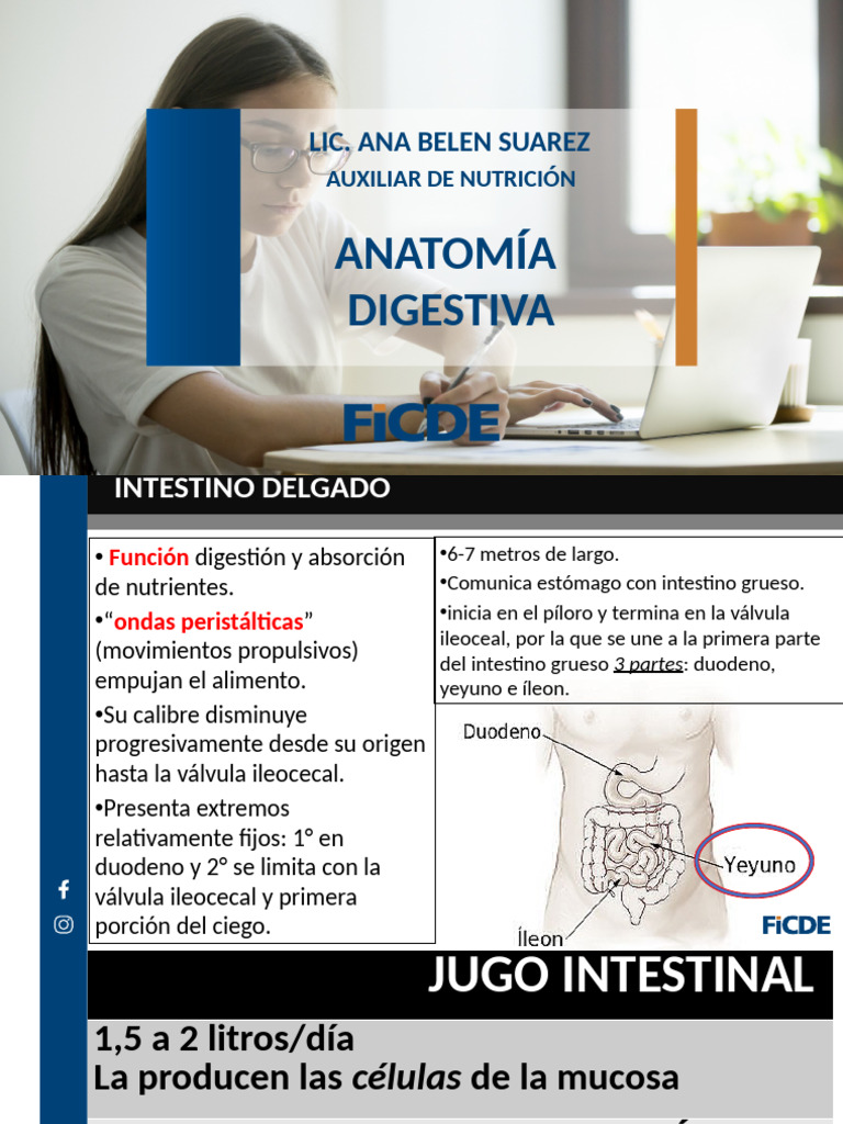 Anatomía y Función del Sistema Digestivo | PDF | Digestión | Tracto ...
