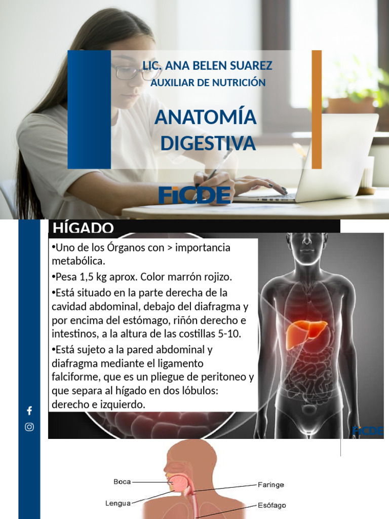 Clase 4 Anatomia Digestiva | PDF | Digestión | Bilis