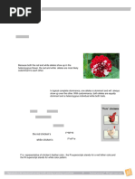 Pigeonetics Game Teacher Guide | PDF | Dominance (Genetics) | Allele