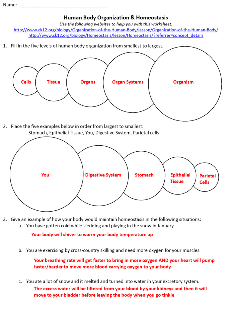 Body Organization and Homeostasis Answer Key - T | PDF | Human Body ...