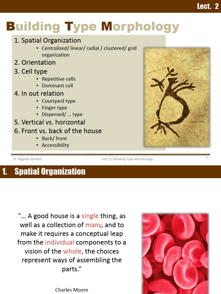 02 - Morphology - Spatial Organization - DrRaghad | PDF