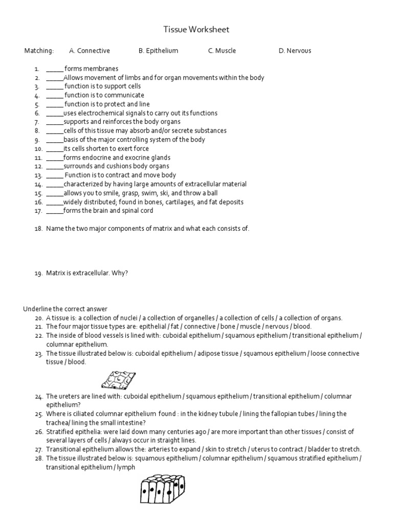 Tissue+Worksheet+2011 | PDF | Epithelium | Muscle