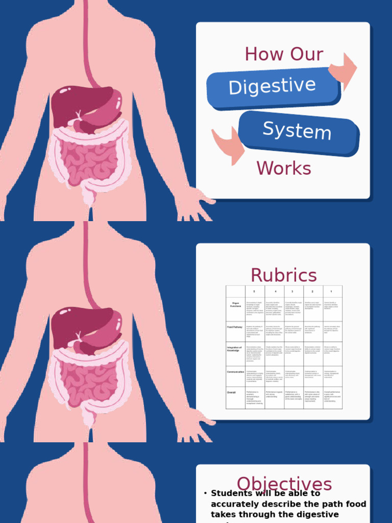 How Our Digestive System Works - Day 2 | PDF | Digestion ...