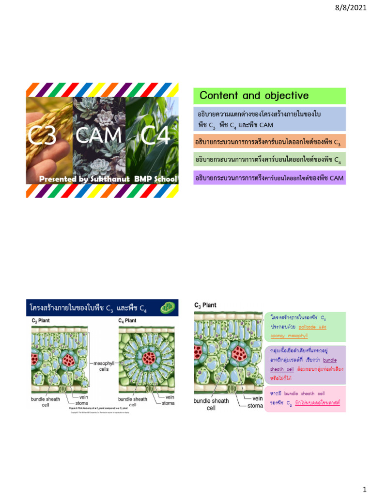 47BD1F6E - 4 C4 and CAM Plant | PDF