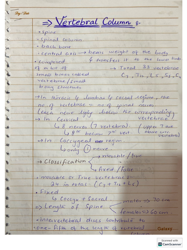 Thorax Vertebral Columns Gross Short Hand Made Notes | PDF