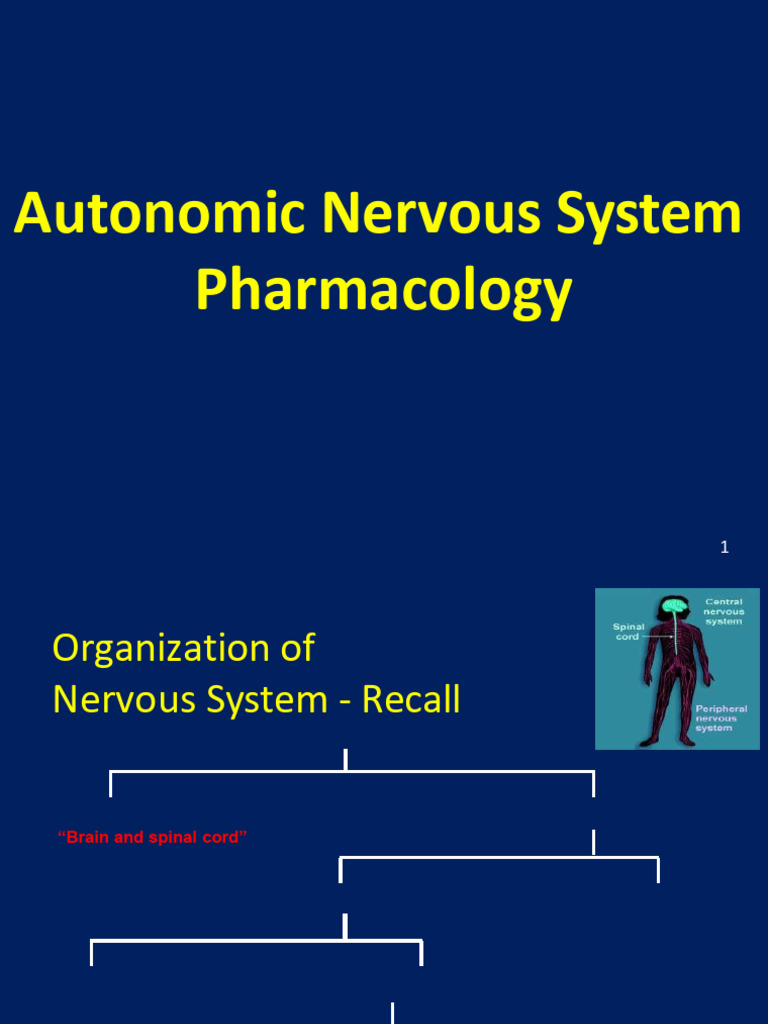 ANS Pharmacology | PDF | Autonomic Nervous System | Acetylcholine