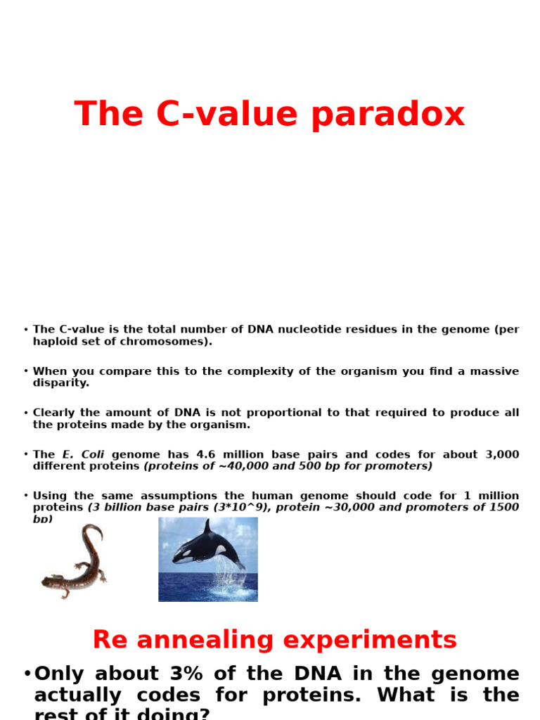 Understanding the C-Value Paradox and CpG Islands | PDF | Gene ...