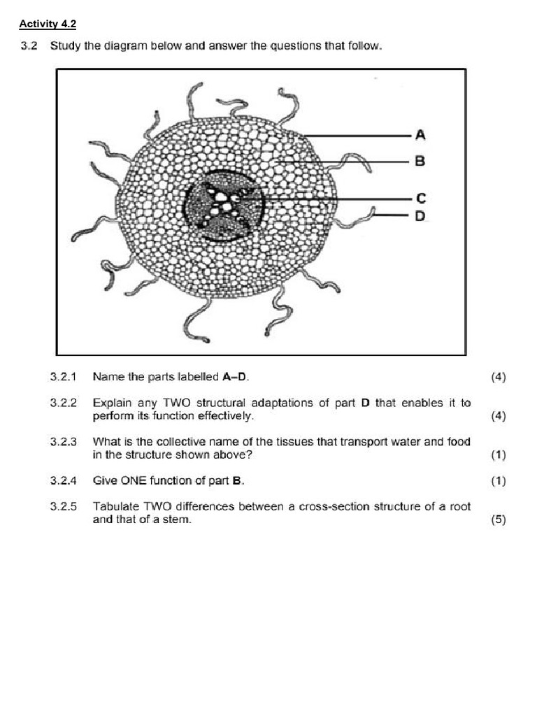 Activity 4.2 | PDF Activity 4.2 | PDF