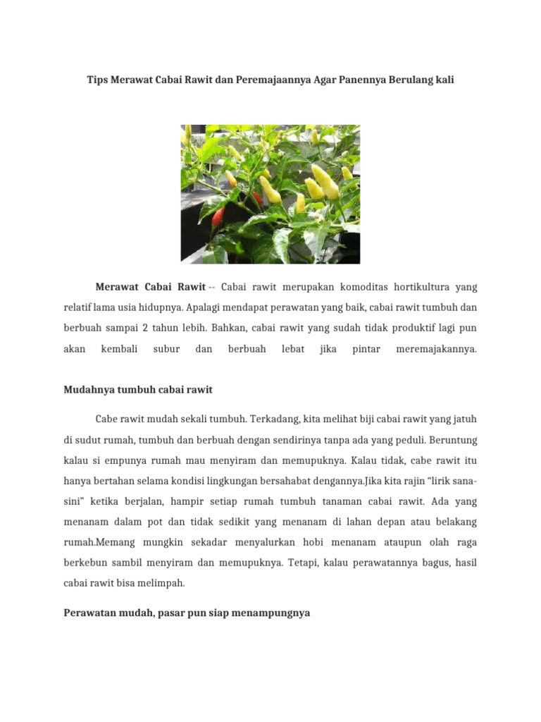 Cara Merawat dan Meremajakan Cabai Rawit | PDF