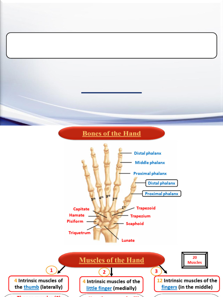 10-The Hand (Bones, Muscles, Deep Fascia, And Clinical Anatomy of the ...